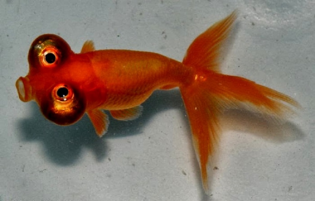 Carassius auratus auratus (Linnaeus, 1758)